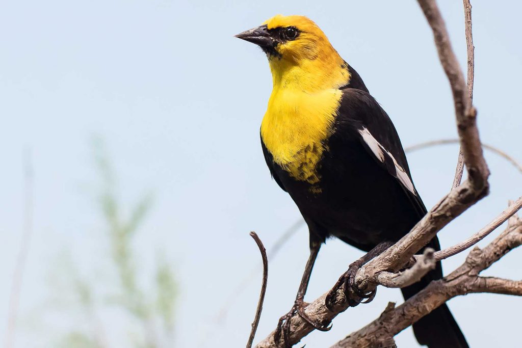 Birds – Hastings Museum