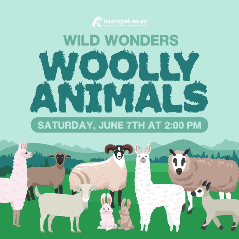 Wild Wonders: Woolly Animals • Hastings Museum